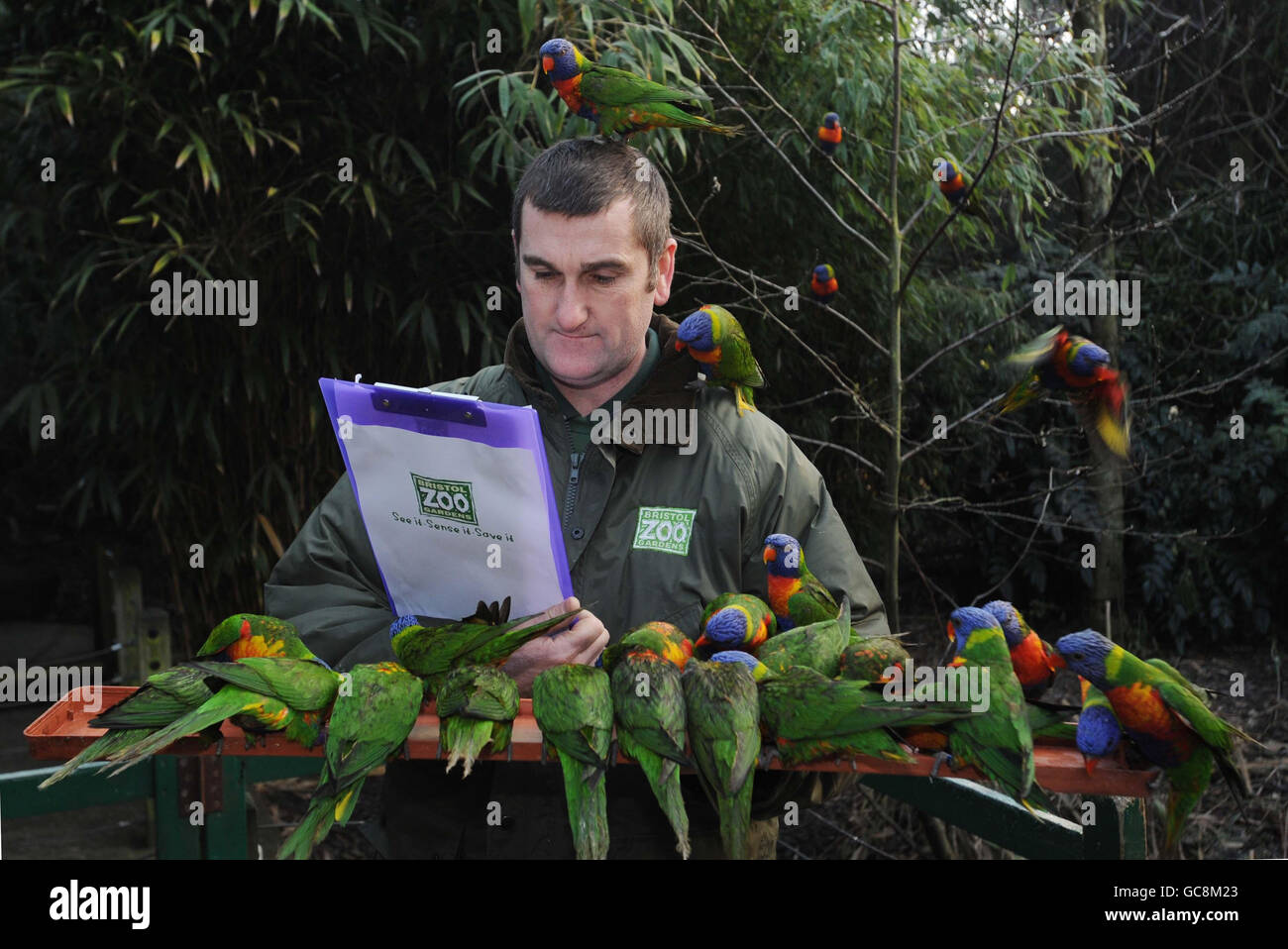 Curator of Birds, Nigel Simpson counts Rainbow Lorikeets at Bristol Zoo ...