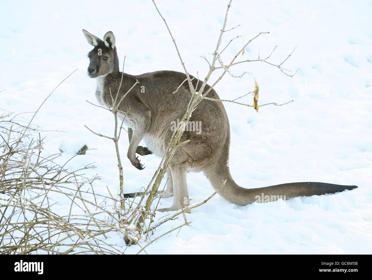 Kangaroo chill hi-res stock photography and images - Alamy