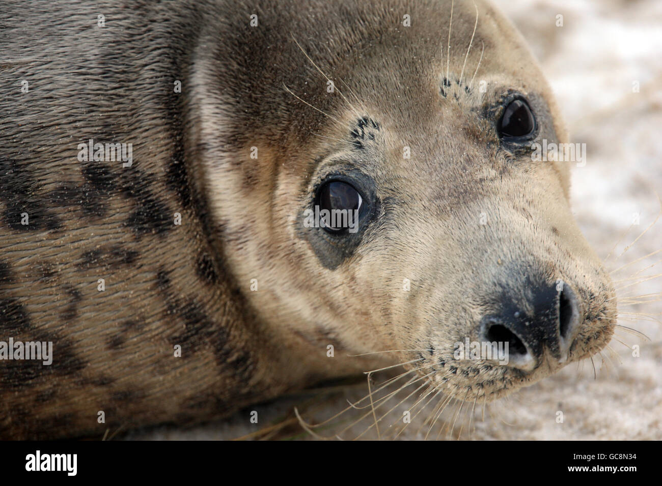 Horsey beach seals hi-res stock photography and images - Alamy