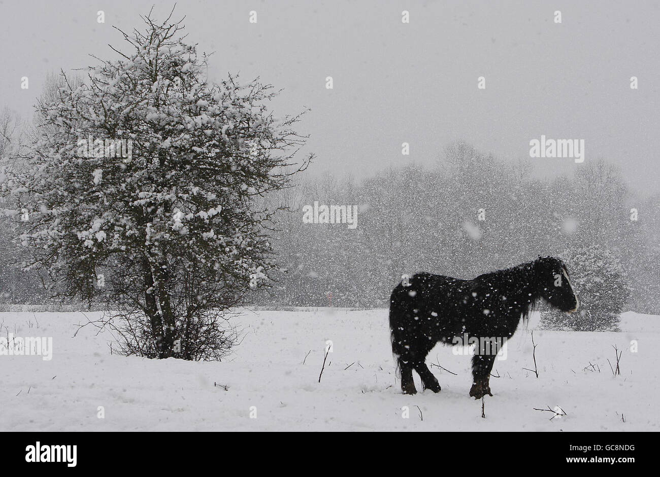 A horse in snow by the River Chelmer in Chelmsford, Essex as snow hits ...