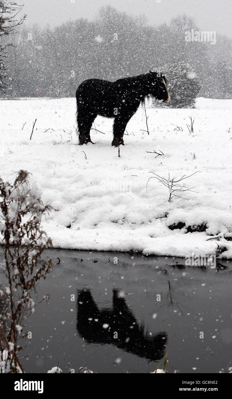 A horse in snow by the River Chelmer in Chelmsford, Essex as snow hits ...