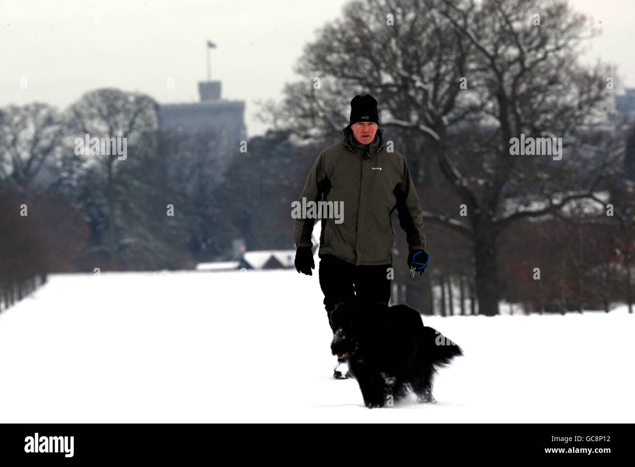 Berkshire Dogs High Resolution Stock Photography and Images - Alamy