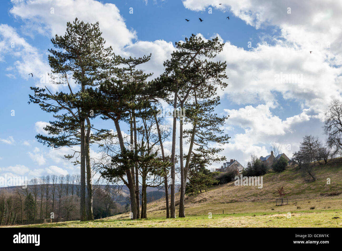 Pine copse hi-res stock photography and images - Alamy