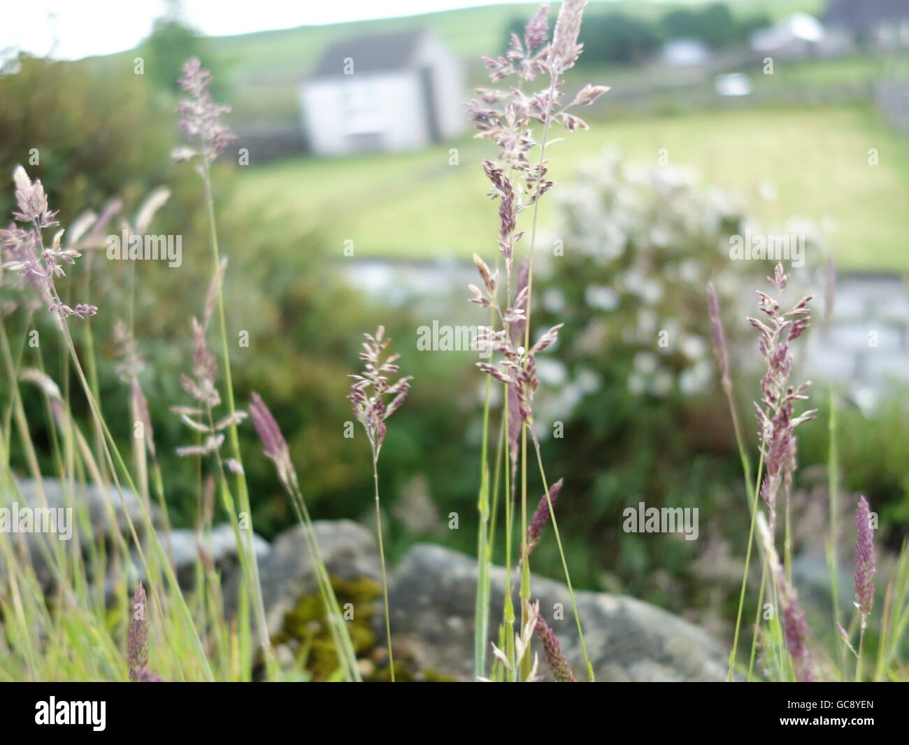 Serene countryside hi-res stock photography and images - Alamy