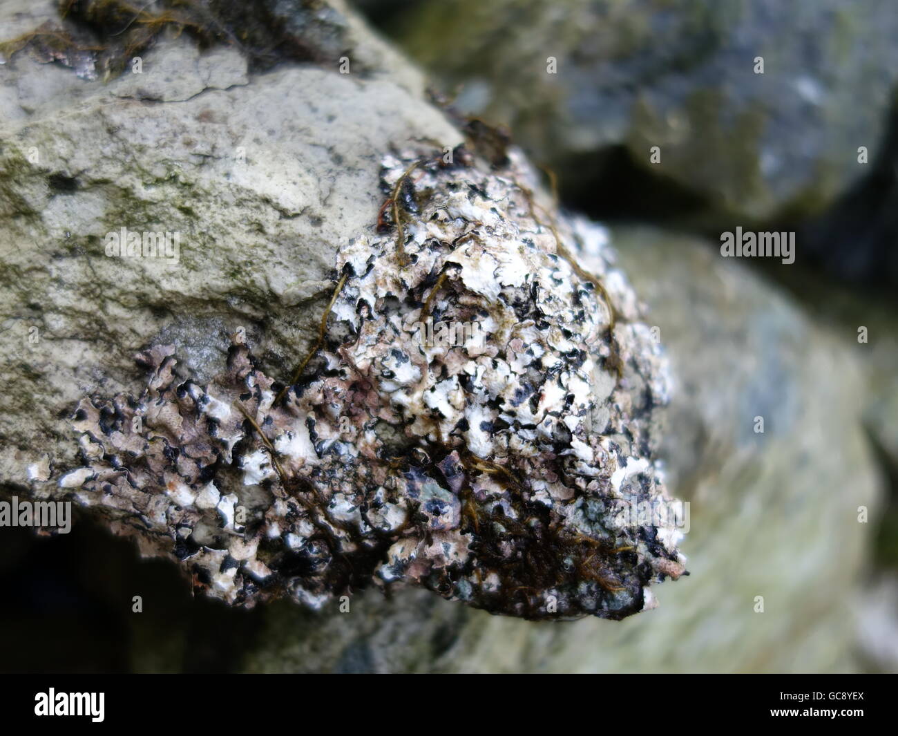 Rock with barnacles attached to the end Stock Photo - Alamy