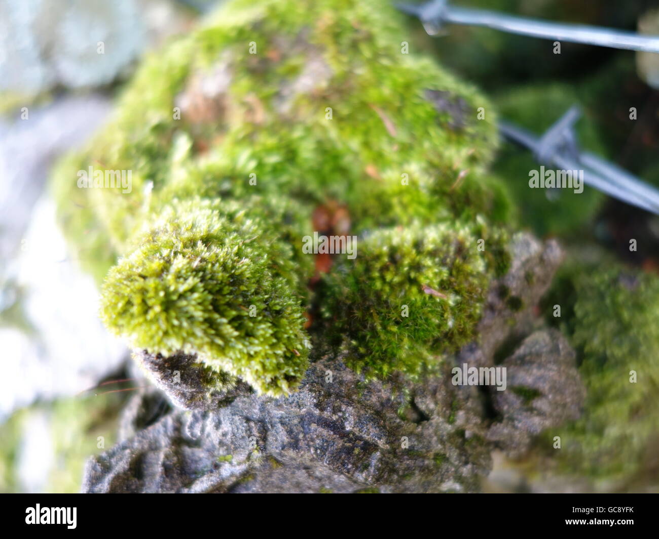 Lichen and mold on a stone Stock Photo - Alamy