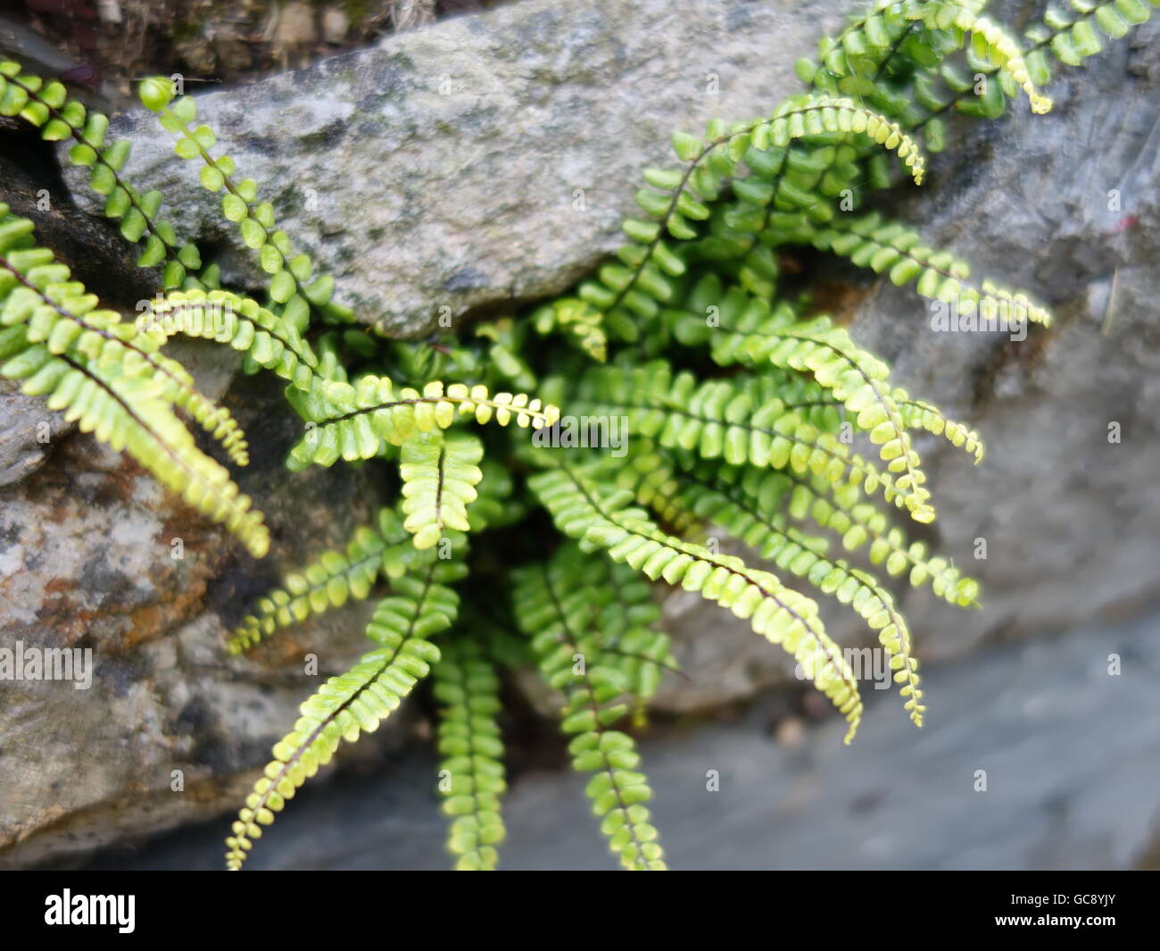 A small fern growing out from under a rock Stock Photo - Alamy