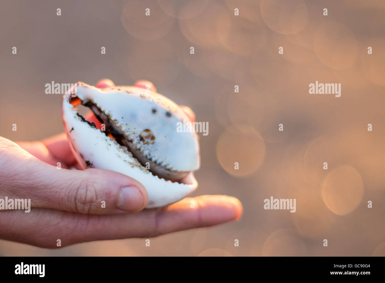 Seashell Bokeh High Resolution Stock Photography and Images - Alamy