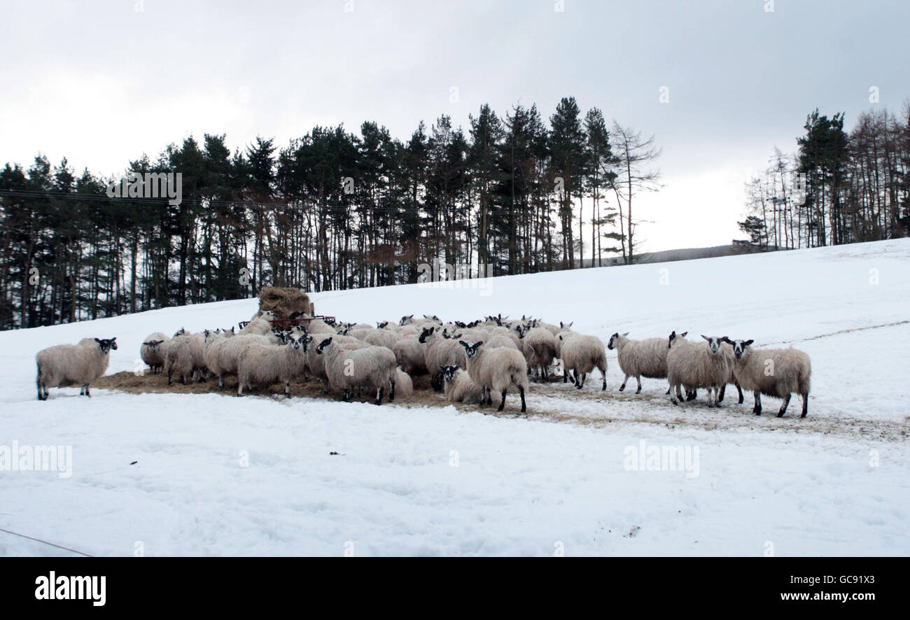 Sheep walk through heavy snow to get to their food in the Scottish ...