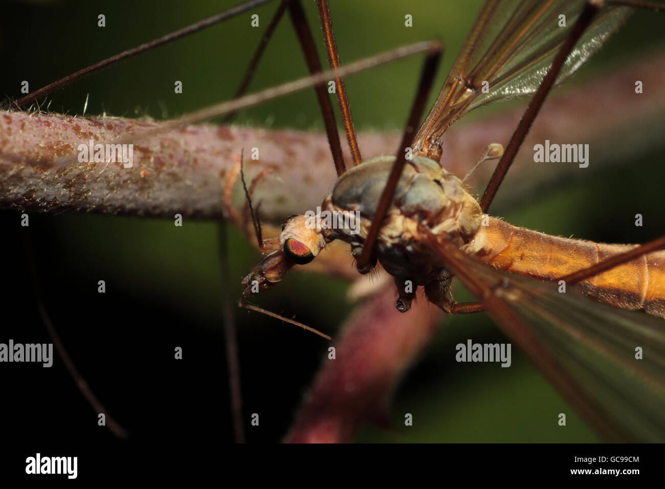 Crane fly uk hi-res stock photography and images - Alamy