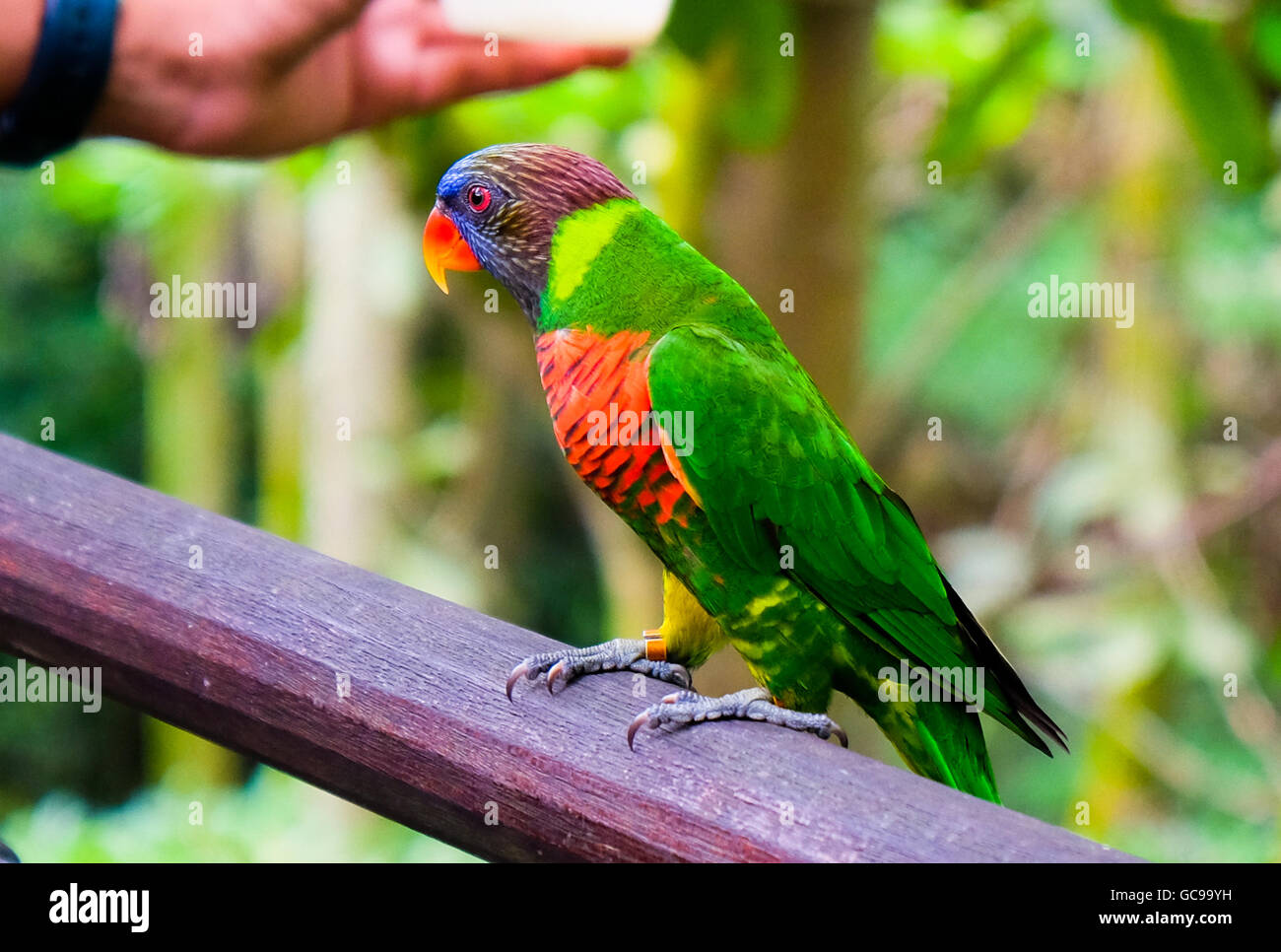 Birds at Singapore Bird Park Stock Photo - Alamy