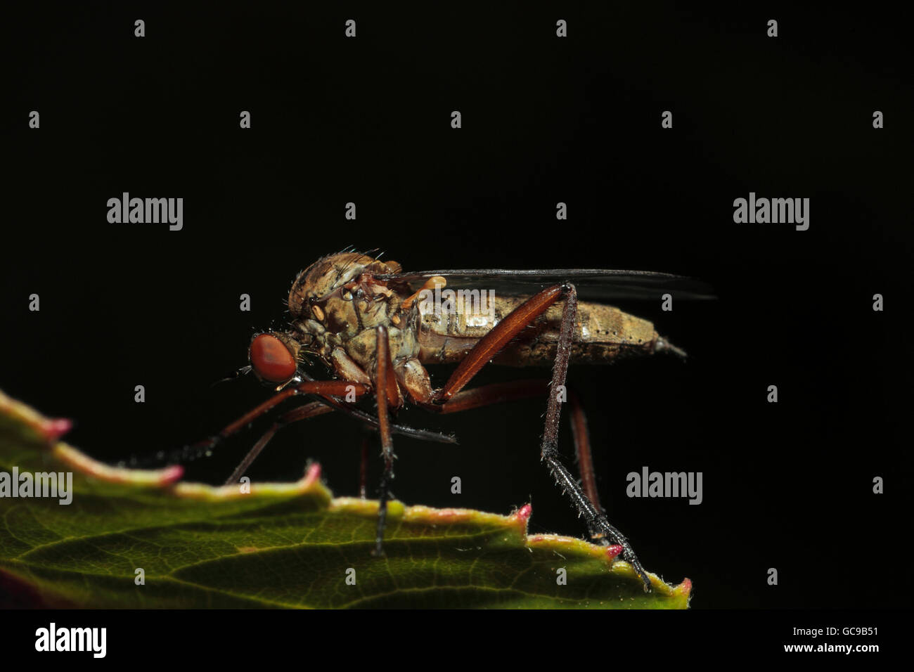 Empidoidea High Resolution Stock Photography and Images - Alamy