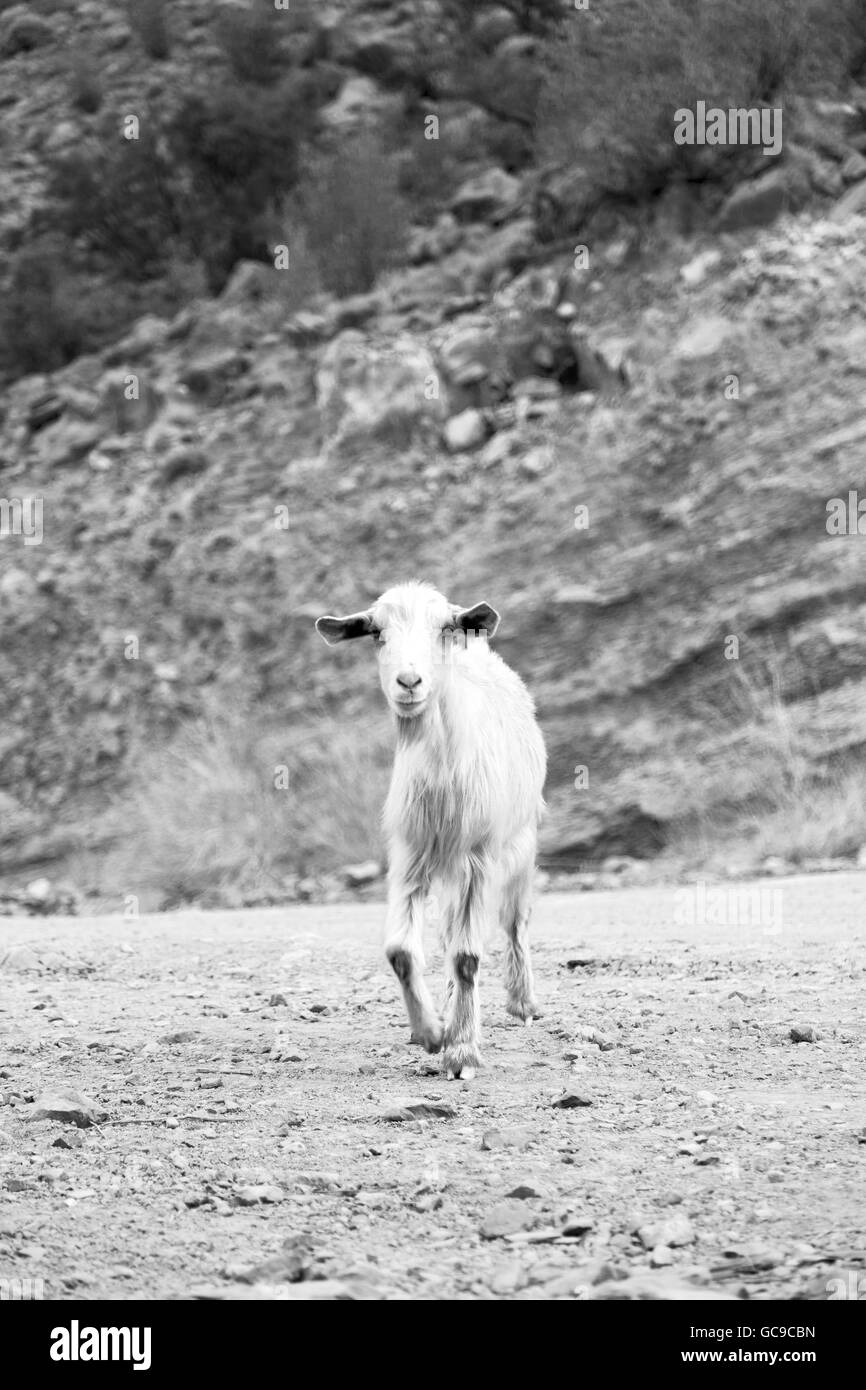 near the rock and bush in oman goat alone Stock Photo - Alamy