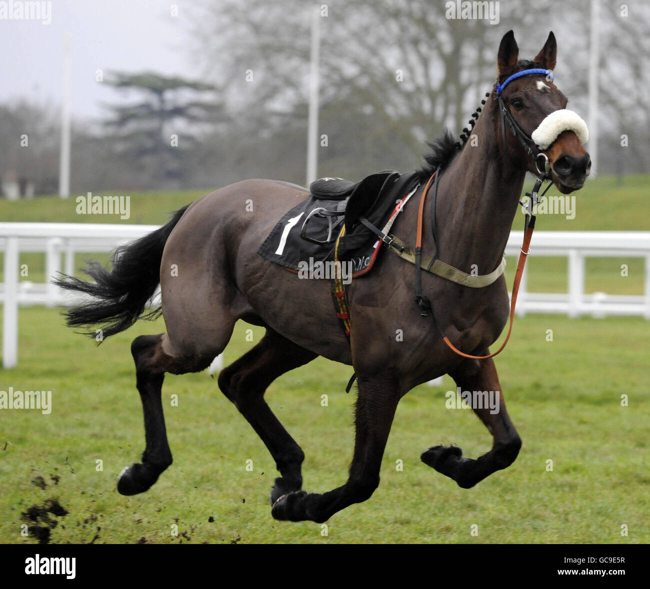 Favourite reindeer dippin hi-res stock photography and images - Alamy