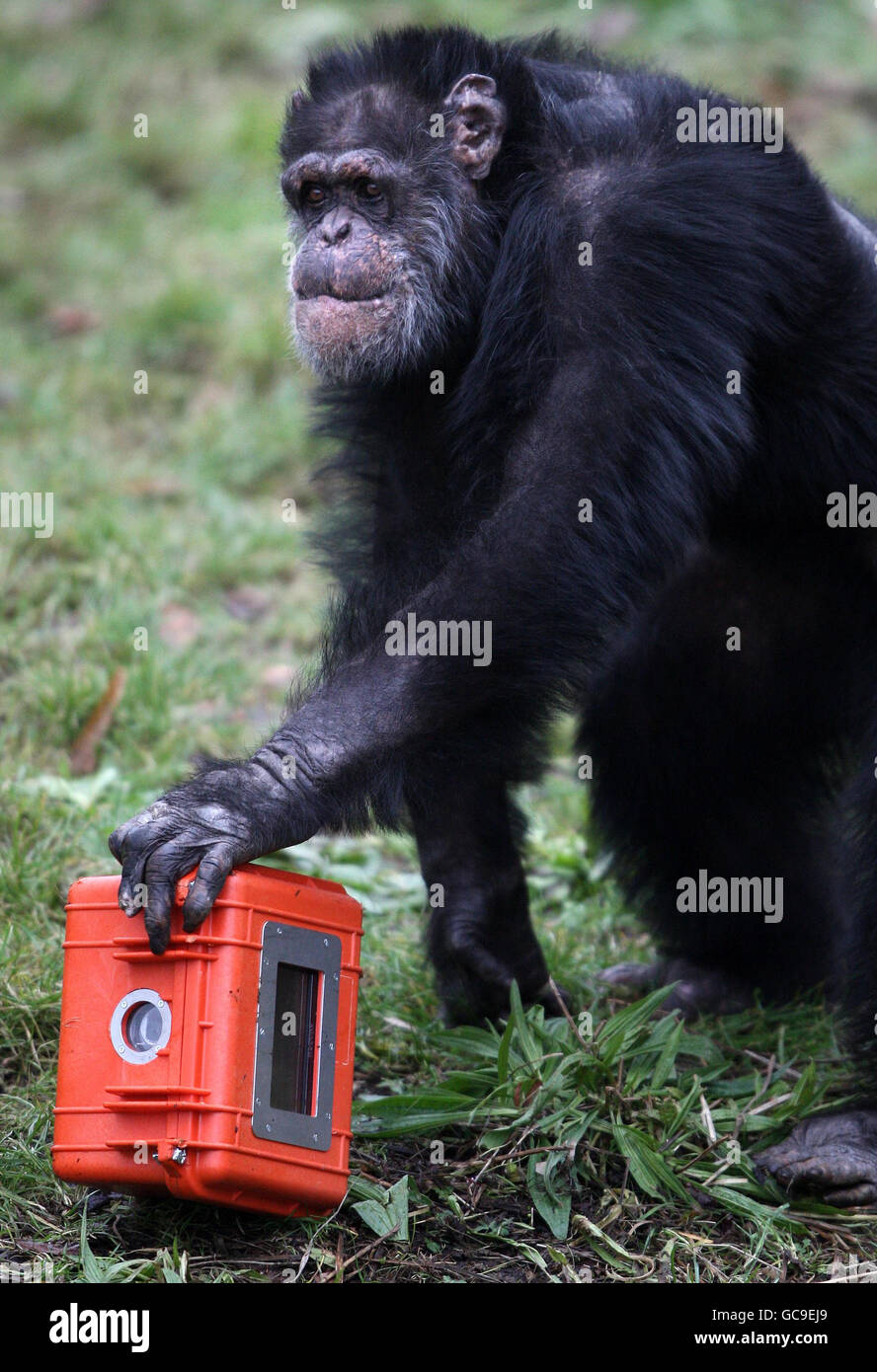 Enclosed animals hi-res stock photography and images - Alamy