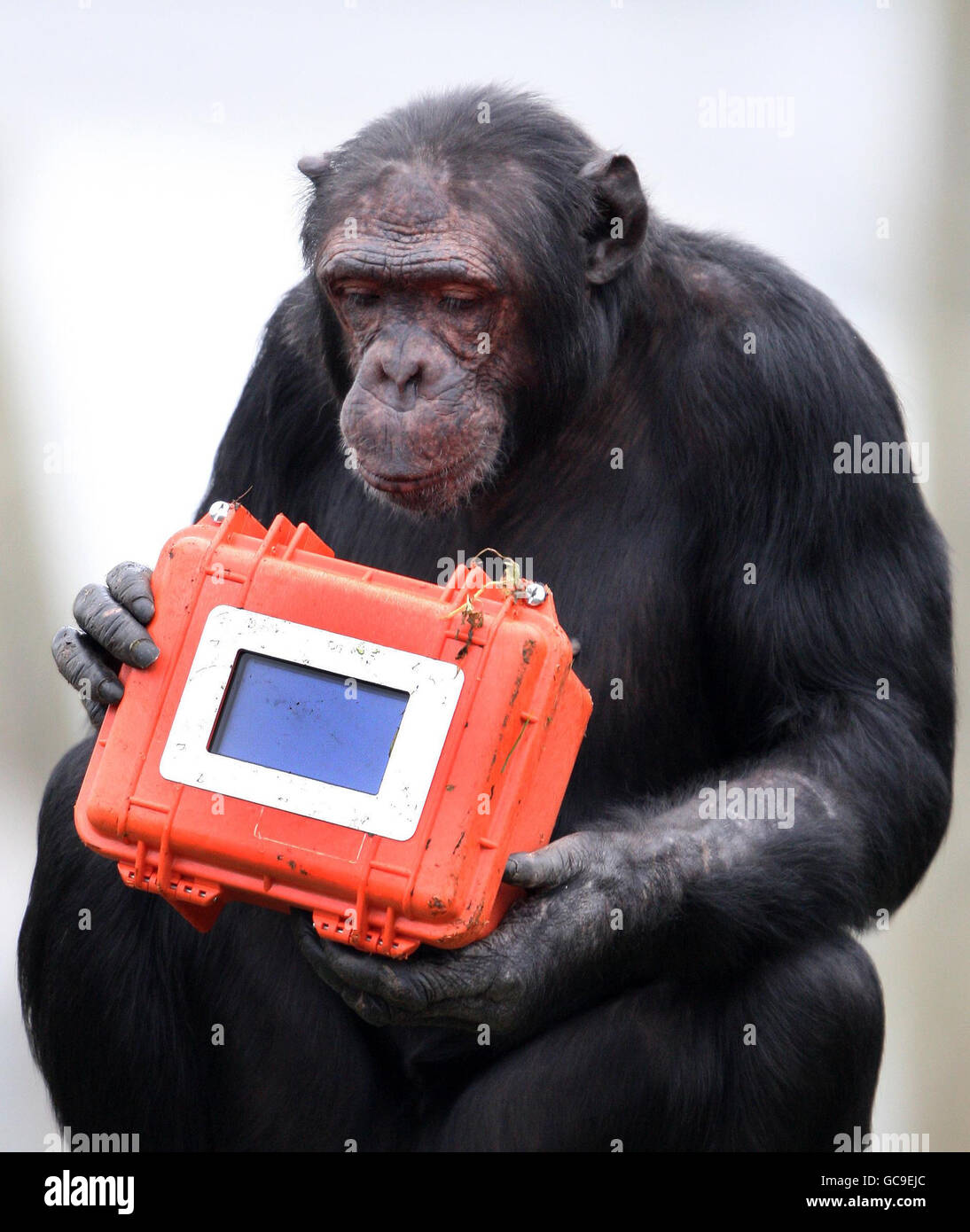 Chimpcam hi-res stock photography and images - Alamy