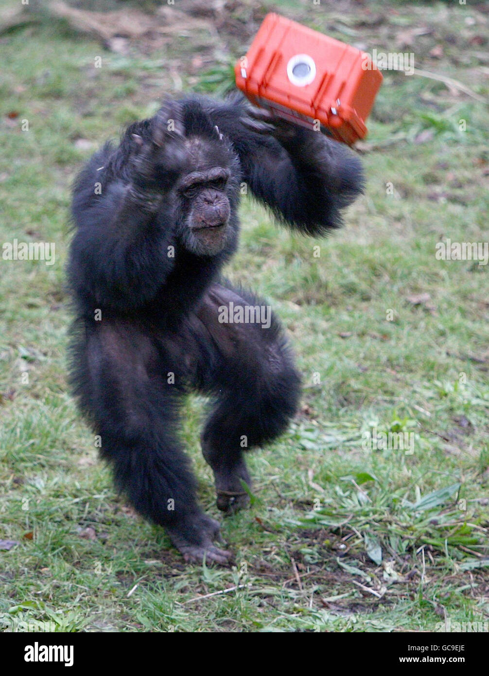 A chimpanzee at Edinburgh Zoo uses a special chimp-proof camera to ...