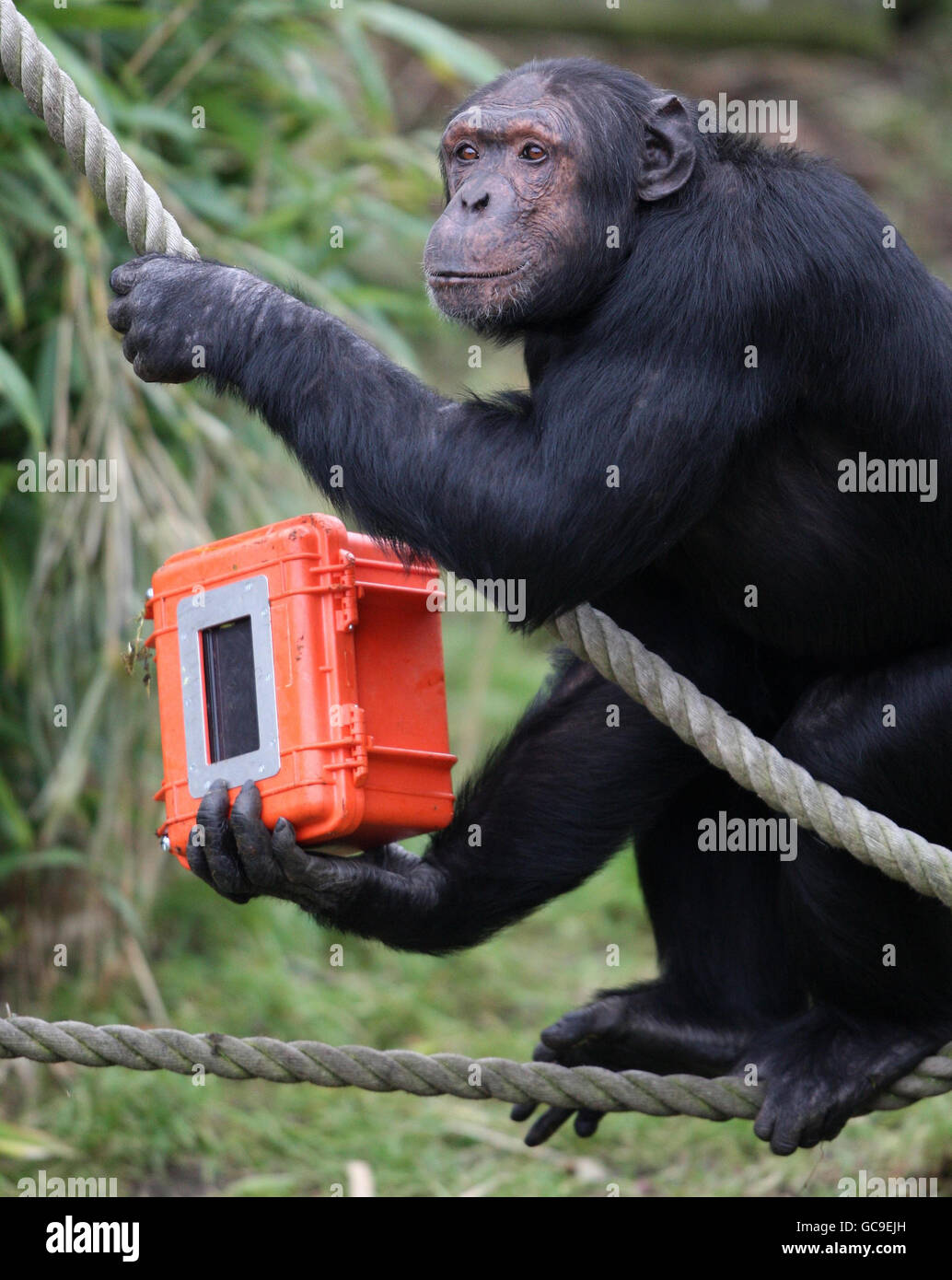 Scottish chimpcam project Stock Photo - Alamy
