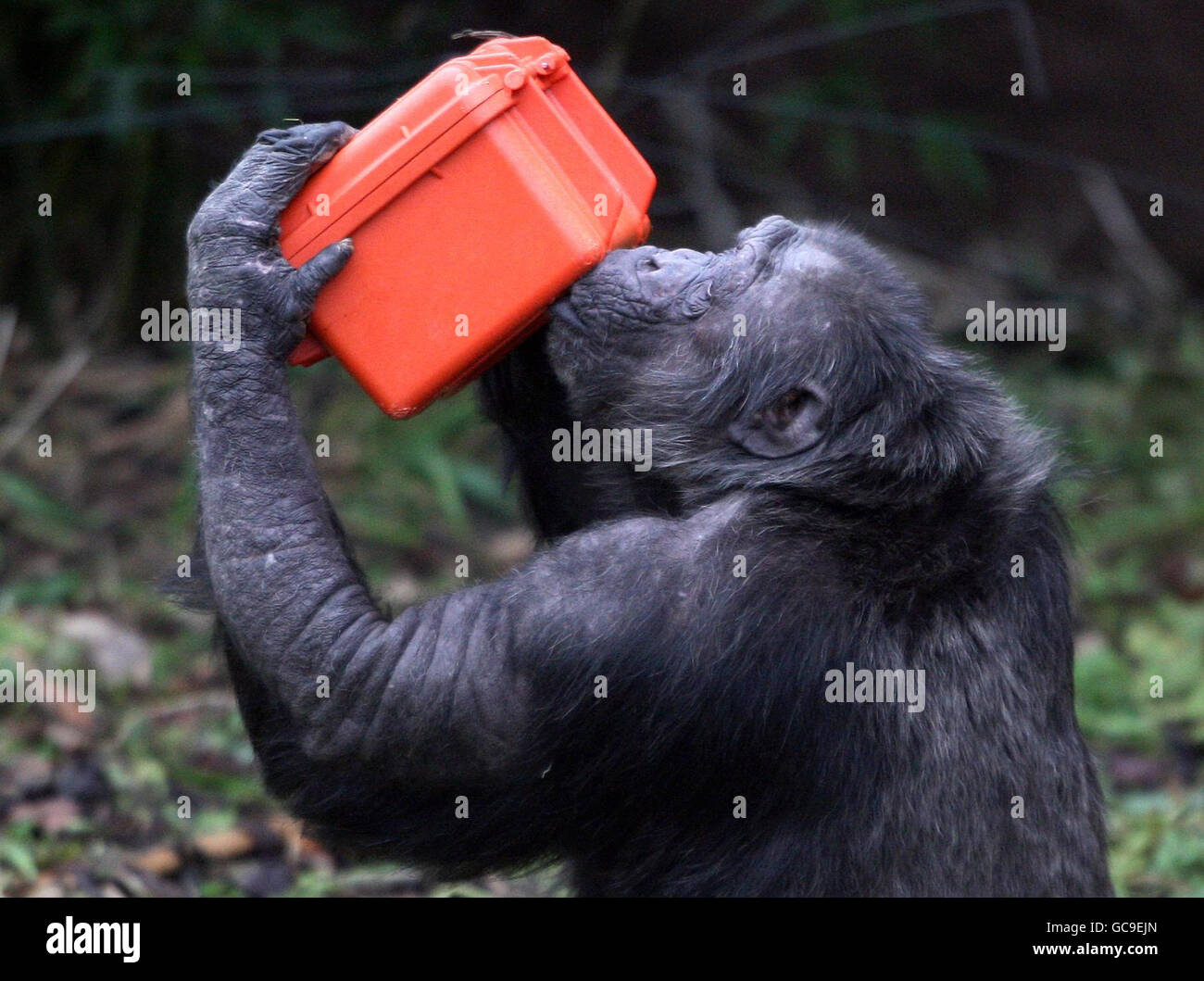 Chimpcam hi-res stock photography and images - Alamy