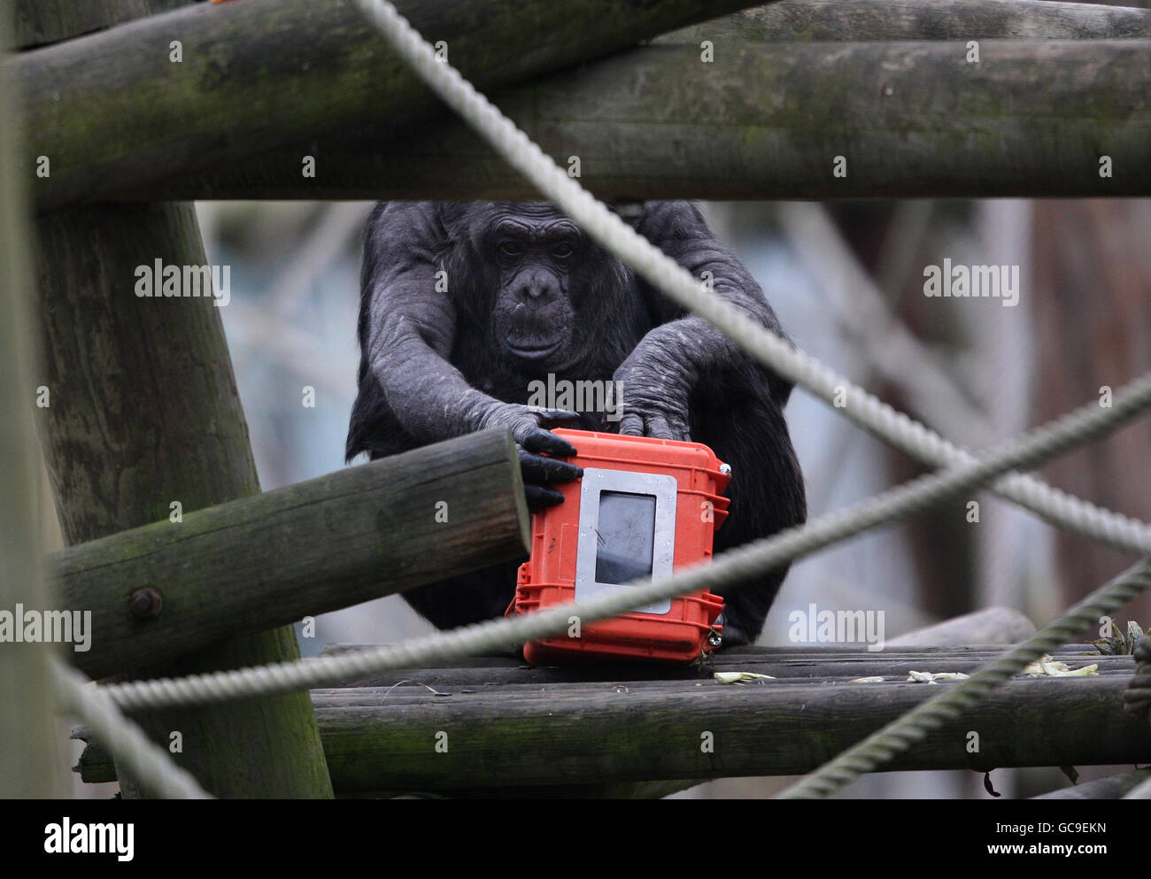 Scottish chimpcam project Stock Photo - Alamy