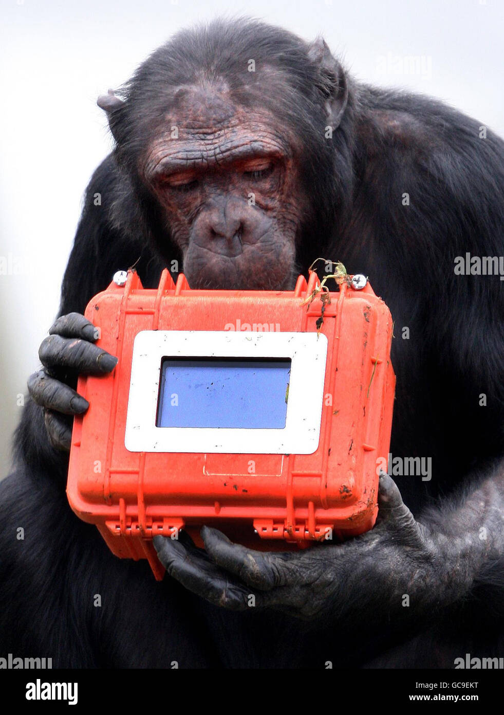 A chimpanzee at Edinburgh Zoo uses a special chimp-proof camera to ...