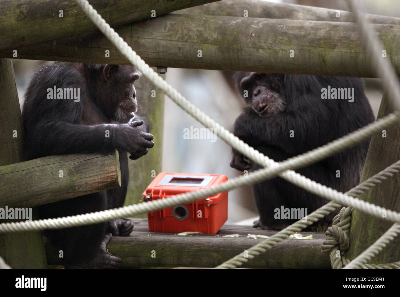 Chimpcam hi-res stock photography and images - Alamy