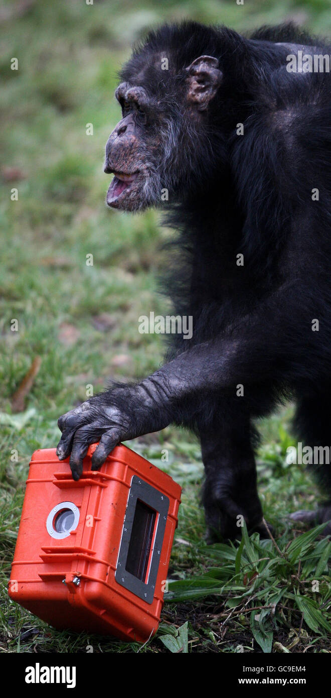 A chimpanzee at Edinburgh Zoo uses a special chimp-proof camera to ...
