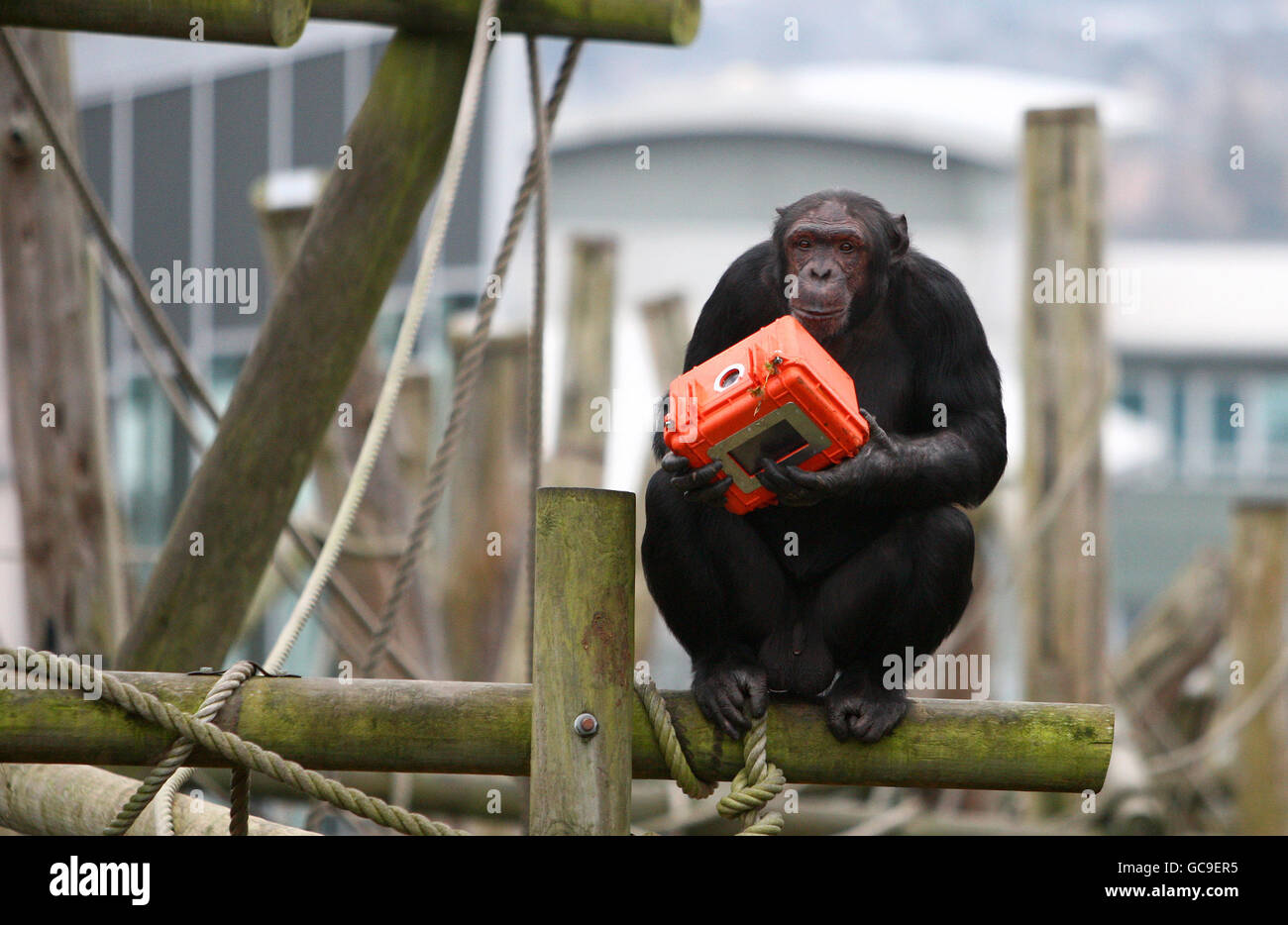 Scottish chimpcam project Stock Photo - Alamy