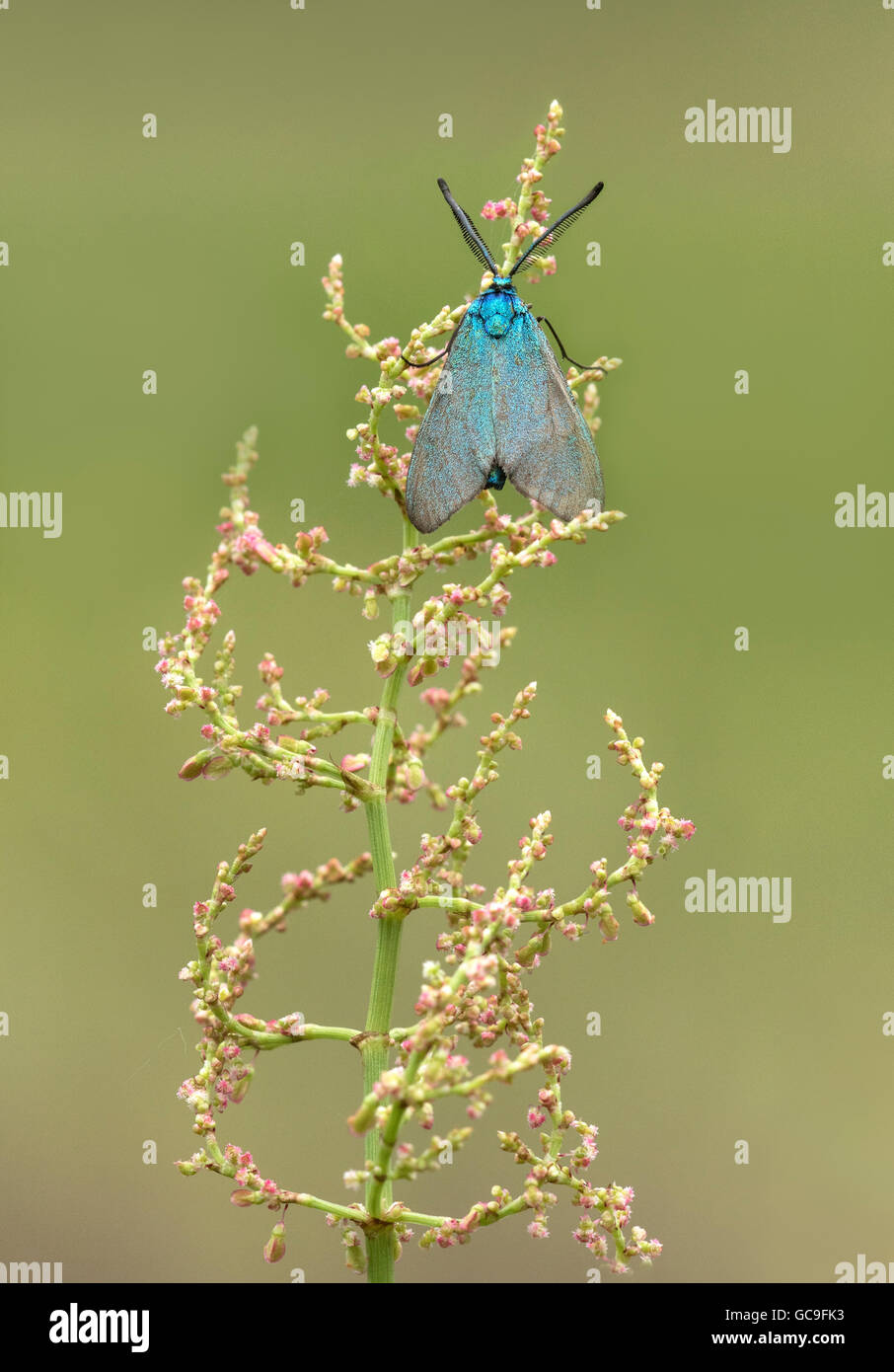 Forester moth hi-res stock photography and images - Alamy