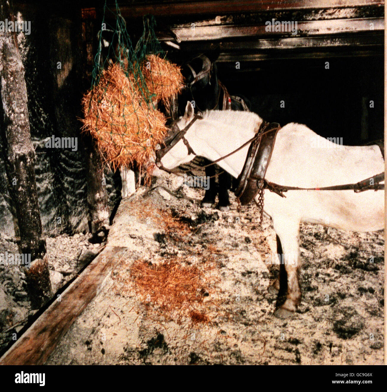 Pit ponies at ellington colliery munch on some hay hi-res stock ...