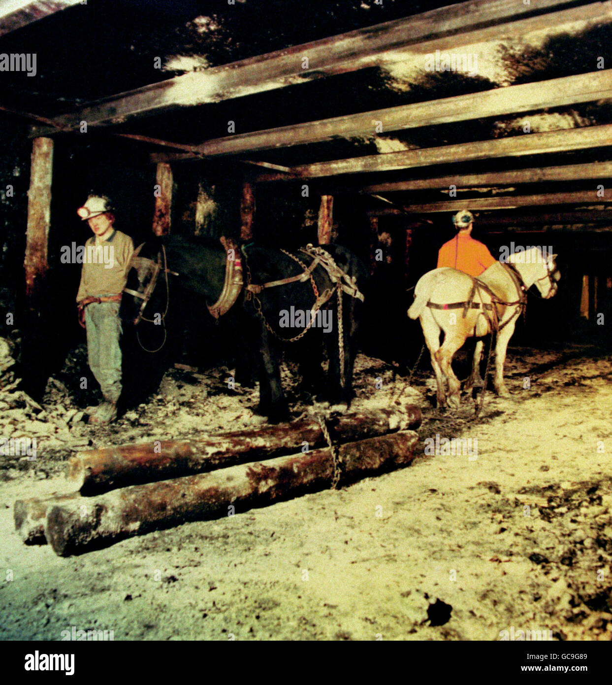 FINAL SHIFT FOR PIT PONIES TOM AND FLAX UNDERGROUND AT ELLINGTON ...