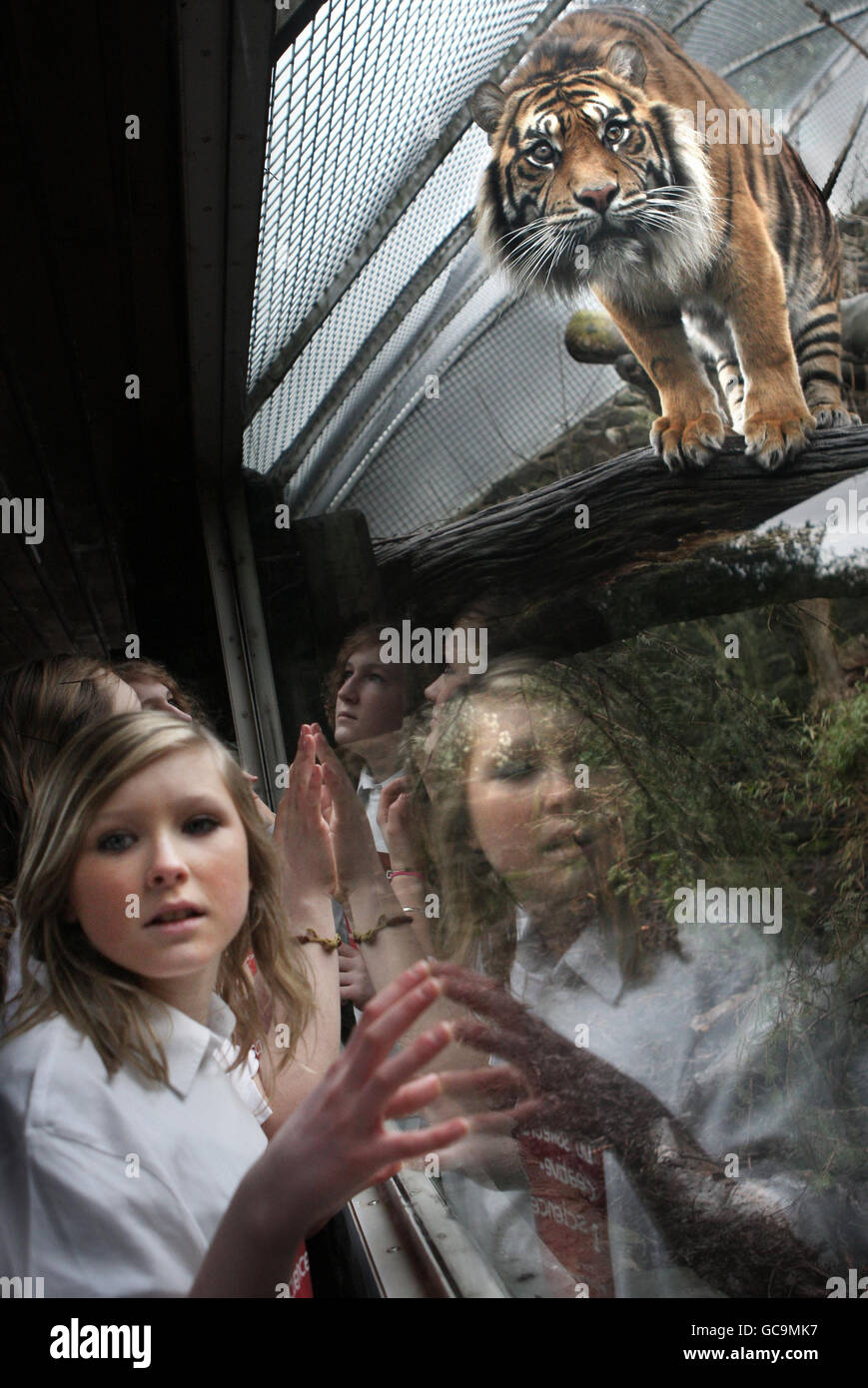 School children meet tigers Stock Photo - Alamy