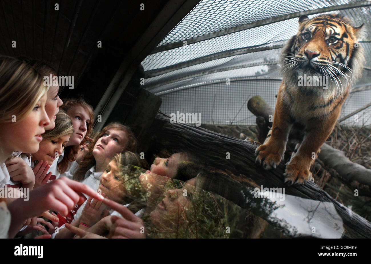 School children meet tigers Stock Photo - Alamy
