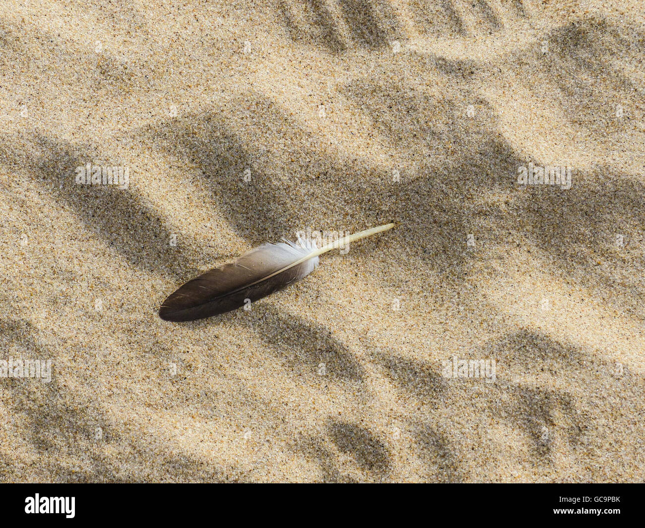Bird feather hi-res stock photography and images - Alamy