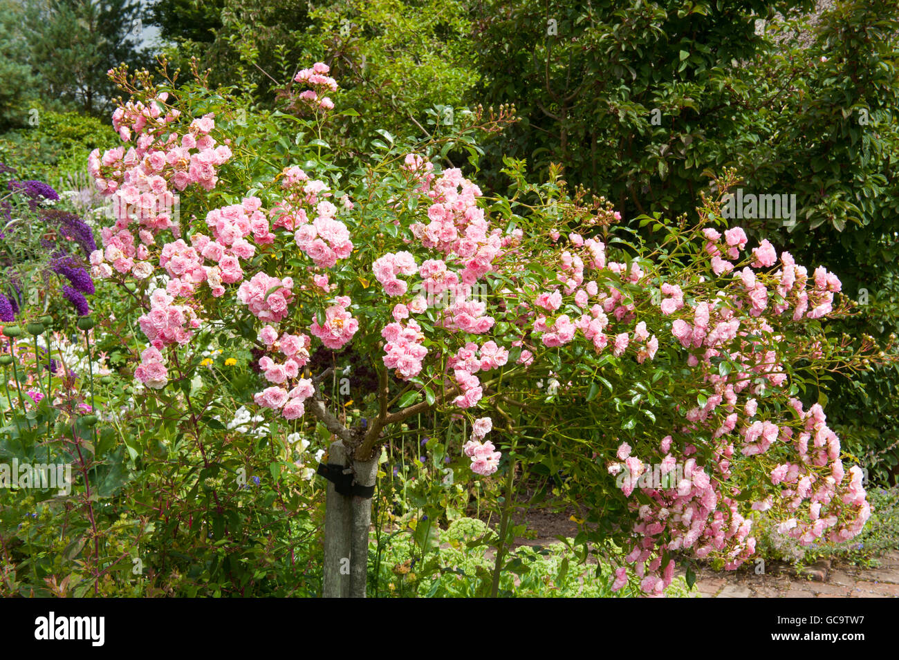 Pink Flowering Tree Rose (Rosa) in the Cottage Garden at RHS Rosemoor ...