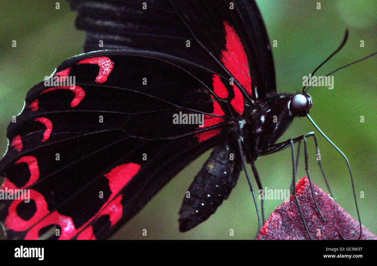 A Scarlet Swallowtail butterfly from South Asia starts its short life ...