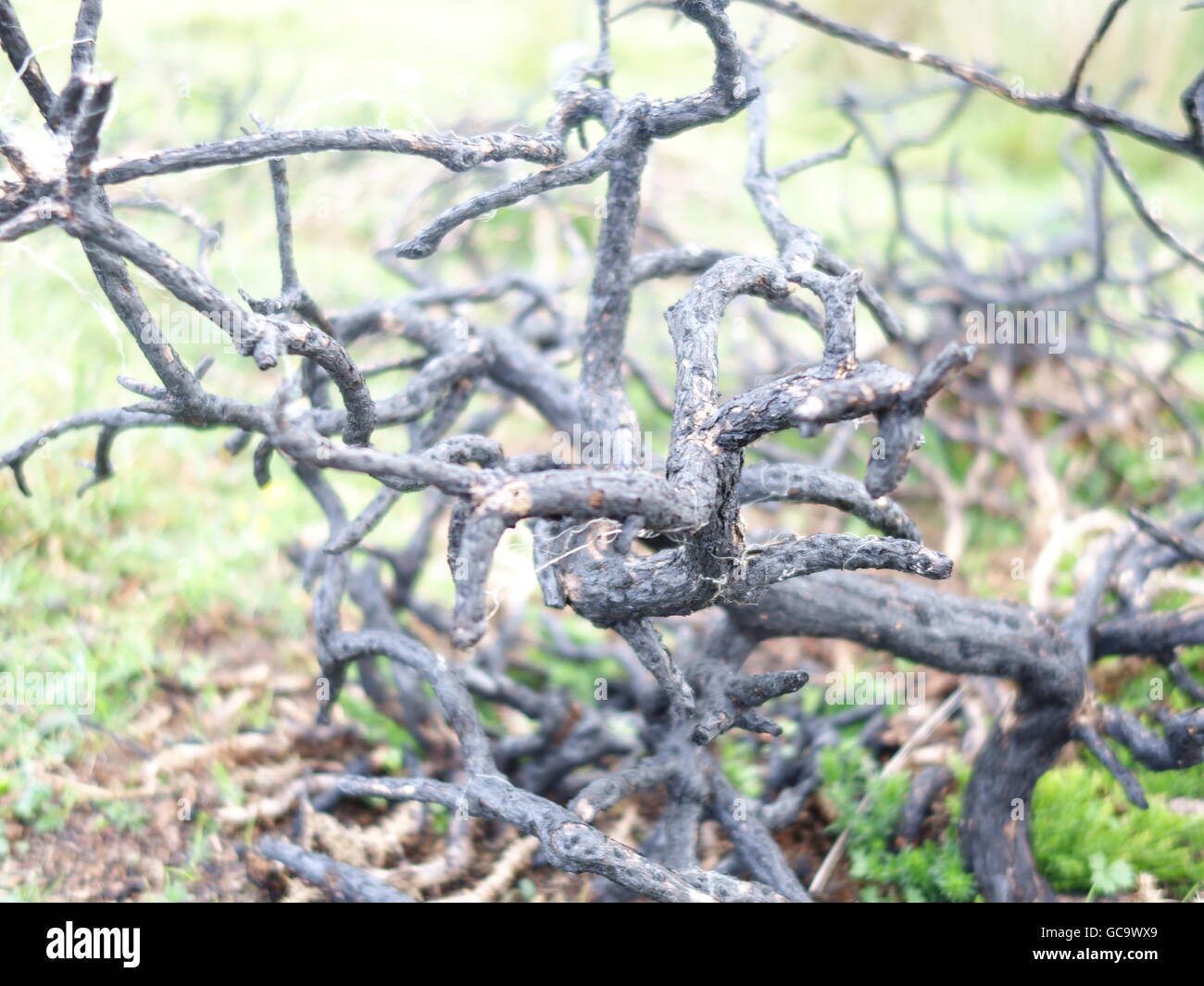 Dead Plants High Resolution Stock Photography and Images - Alamy