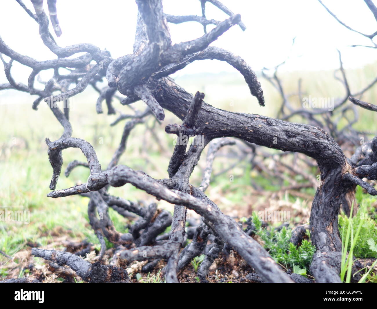 Twisting plants hi-res stock photography and images - Alamy