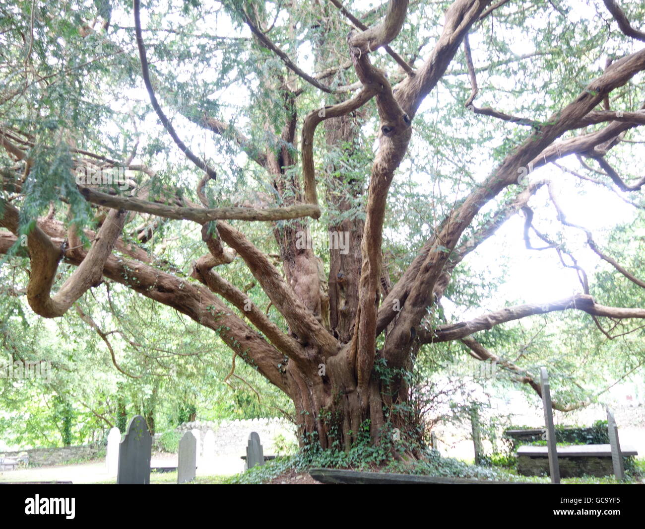 Fantasy gothic horror tree hi-res stock photography and images - Alamy