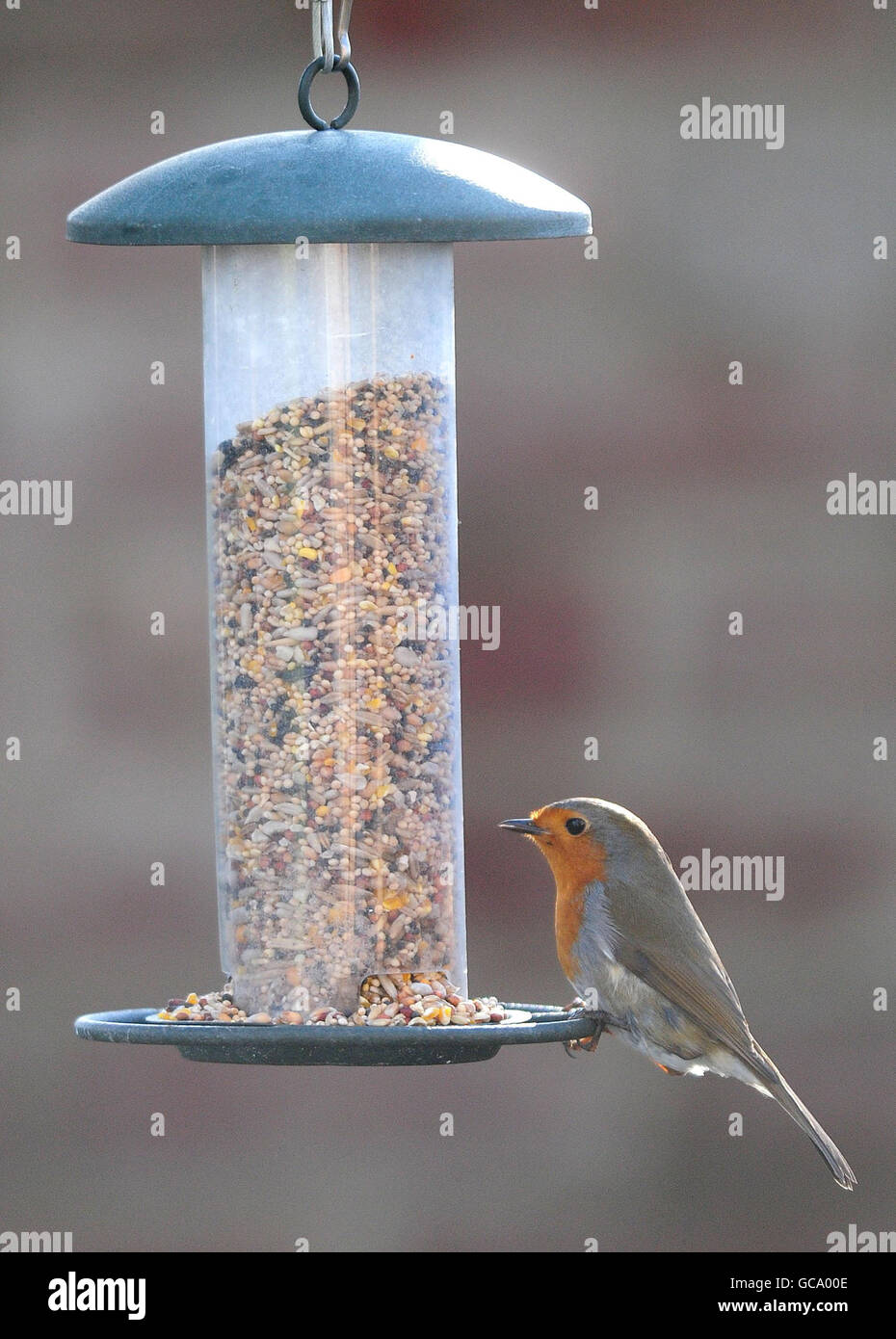 RSPB Big Garden Birdwatch Stock Photo - Alamy