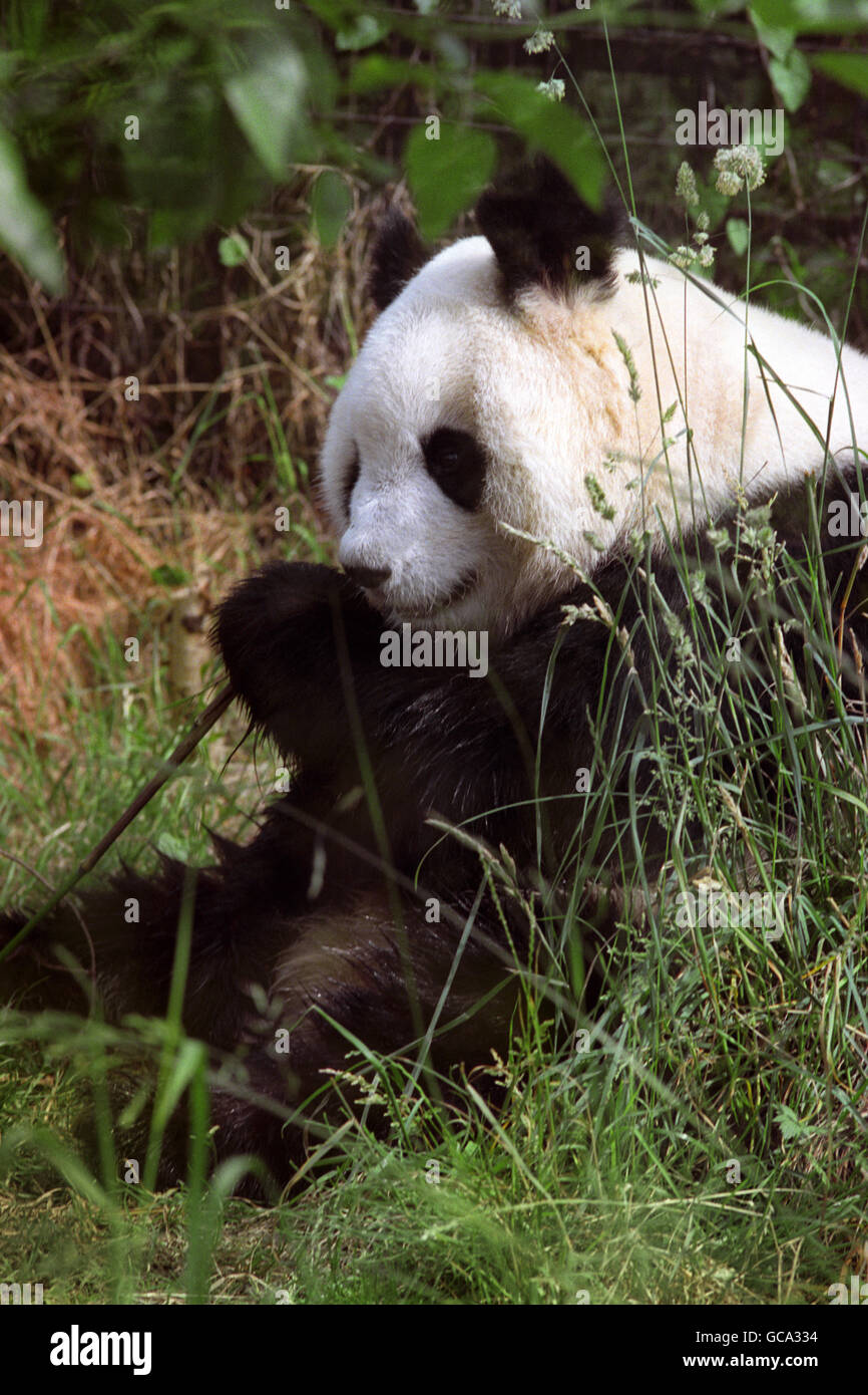 Animals - Giant Panda - London Zoo Stock Photo - Alamy
