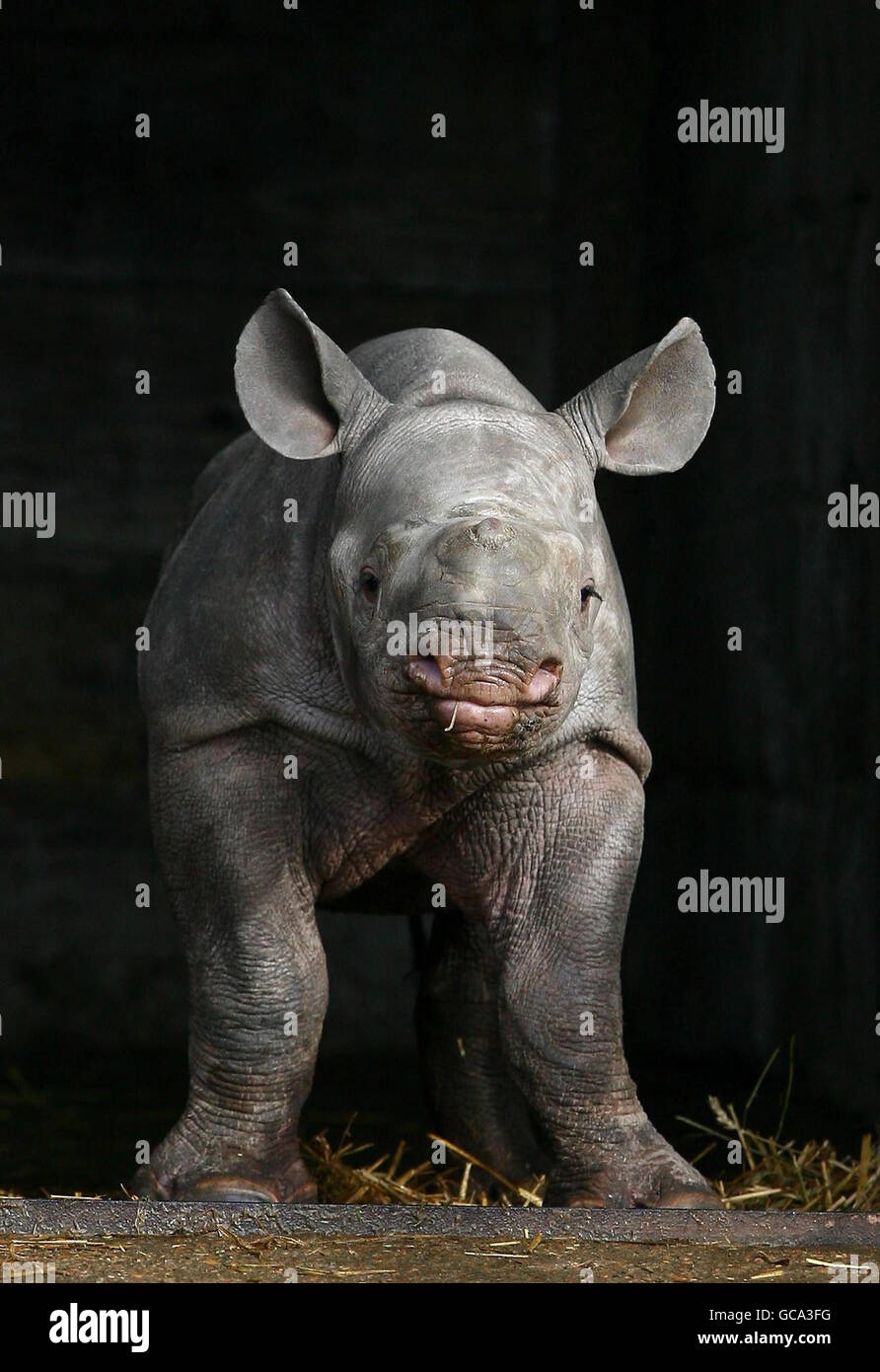Port lympne zoo enclosure hi-res stock photography and images - Alamy