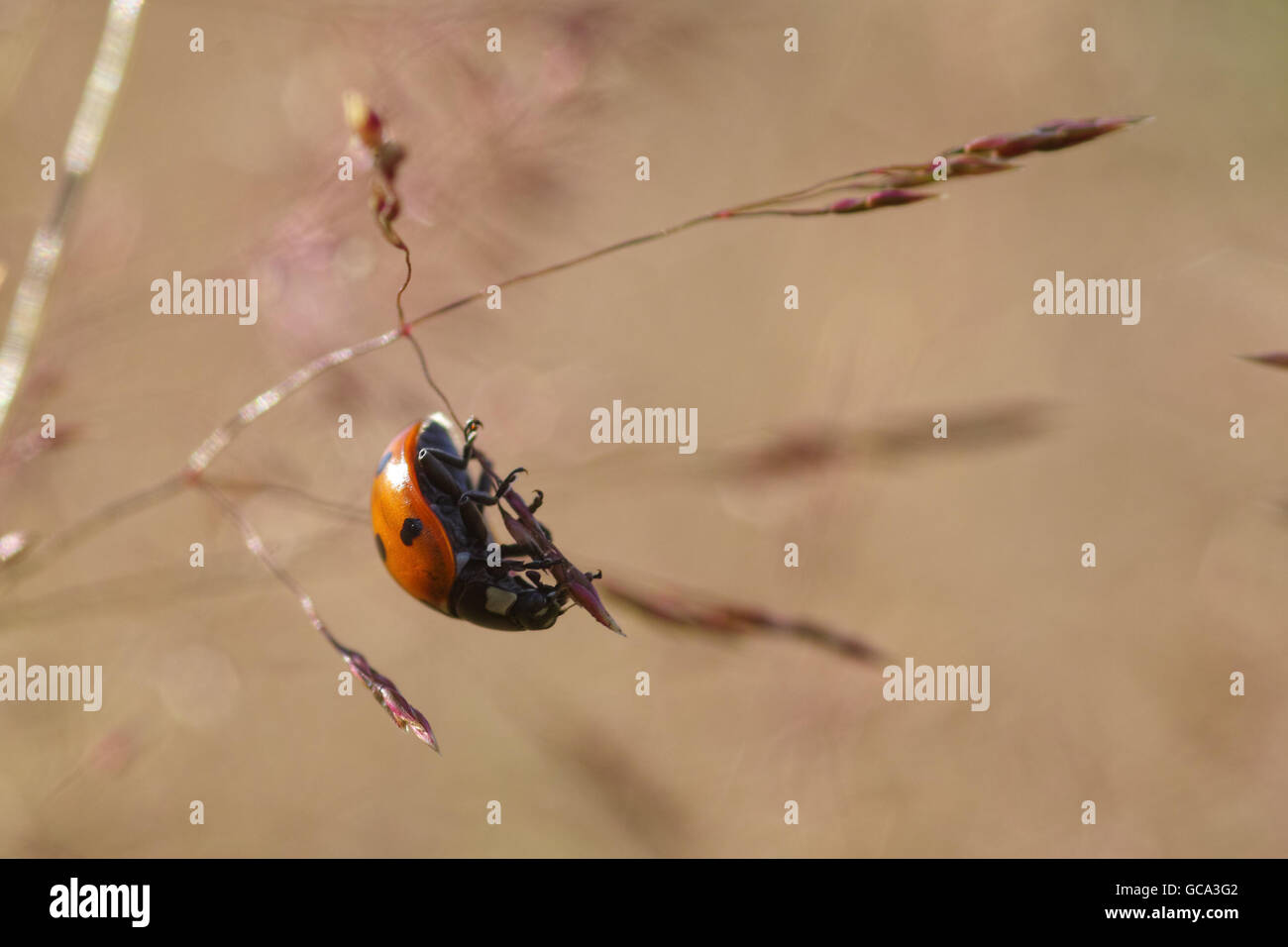 Acyrthosiphon pisum ladybird hi-res stock photography and images - Alamy