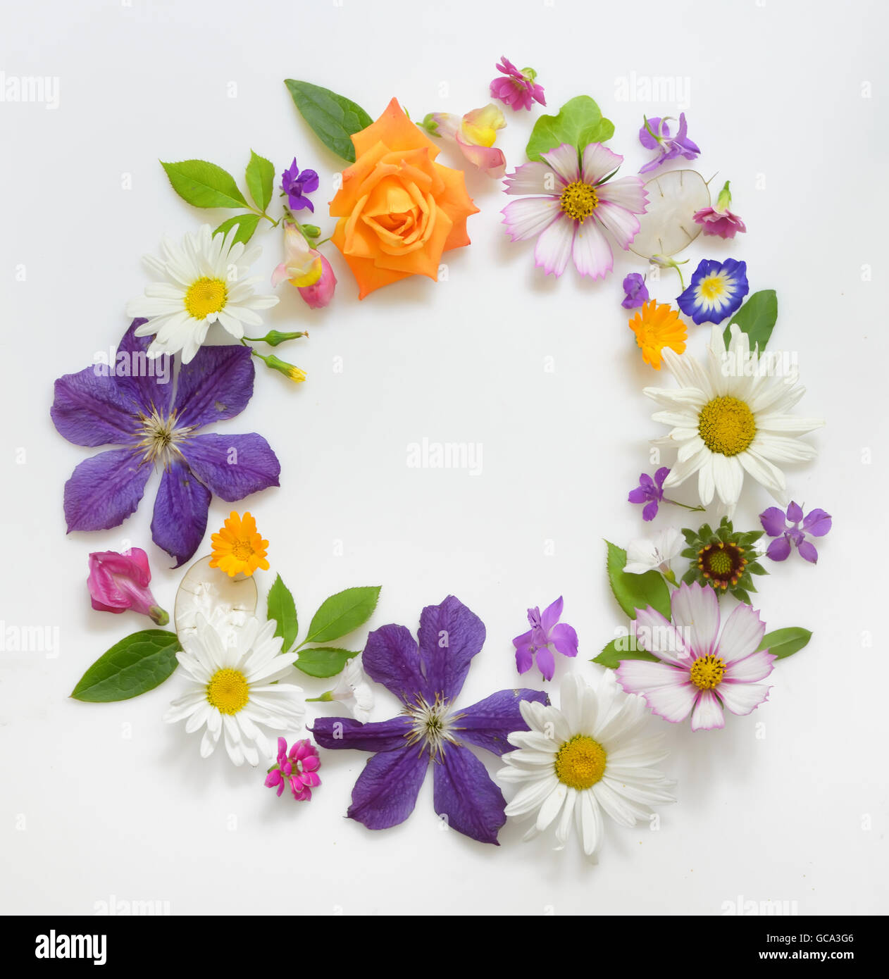 Selection of Various Flowers Isolated on White Background Stock Photo ...
