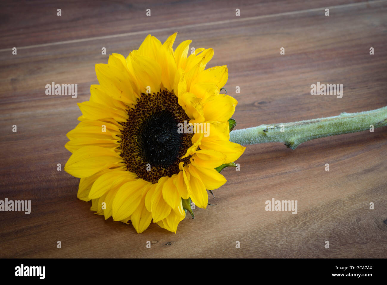 Sunflower cut flower hi-res stock photography and images - Alamy