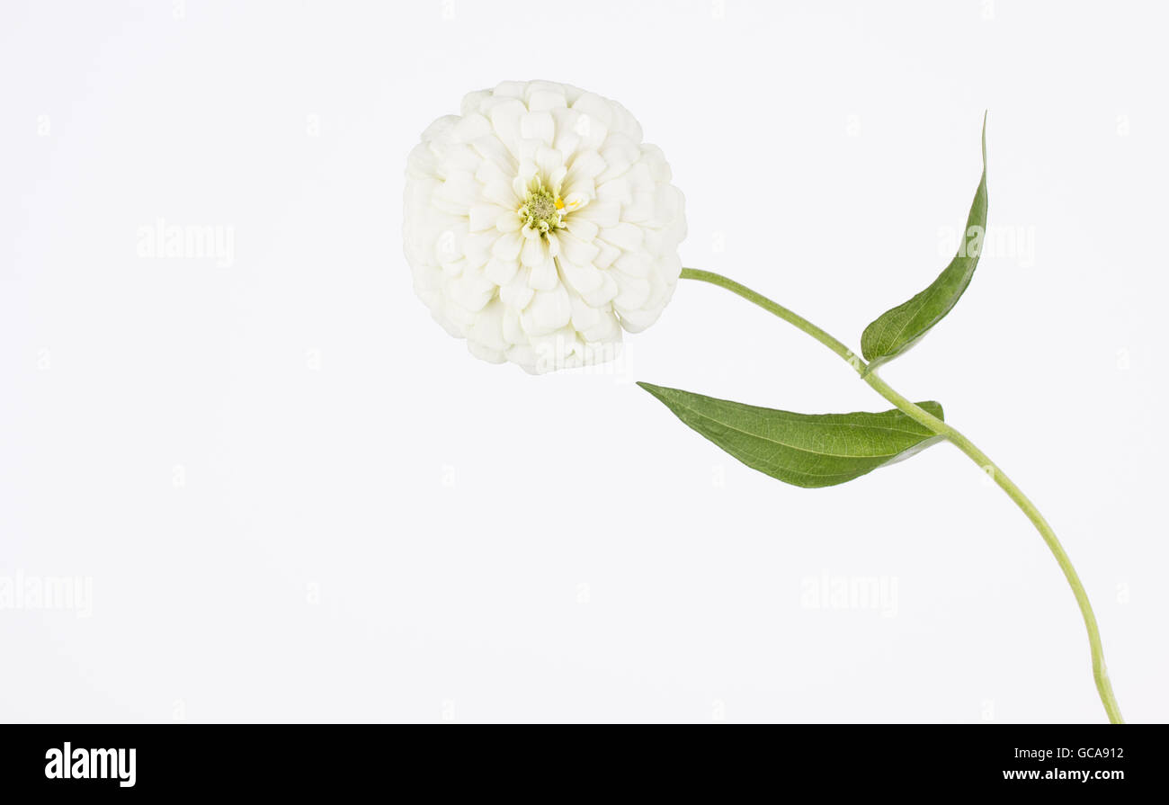 Curved Stem High Resolution Stock Photography and Images - Alamy