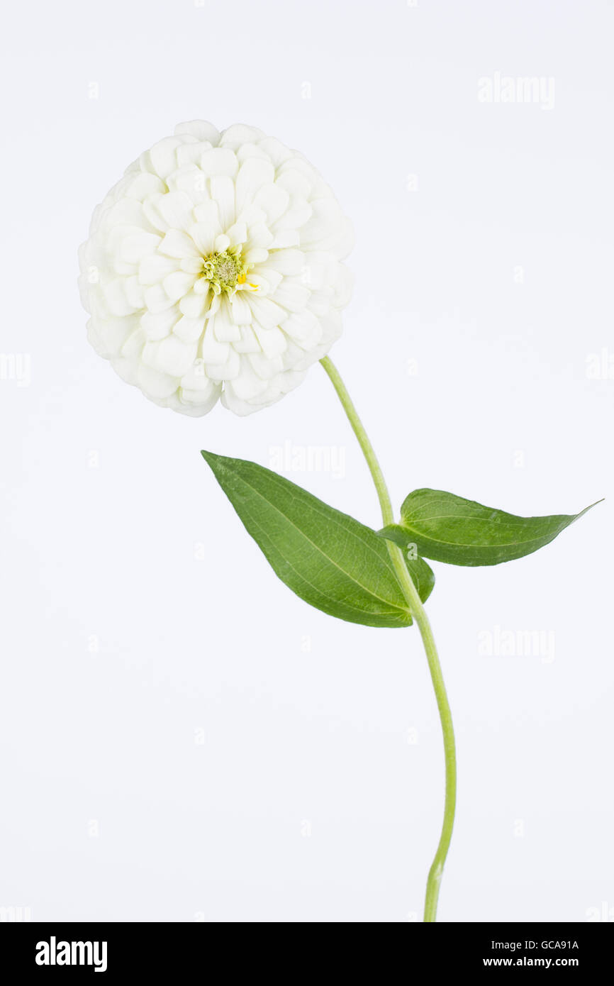 White zinnia flower with curved stem and 2 leaves, with white ...
