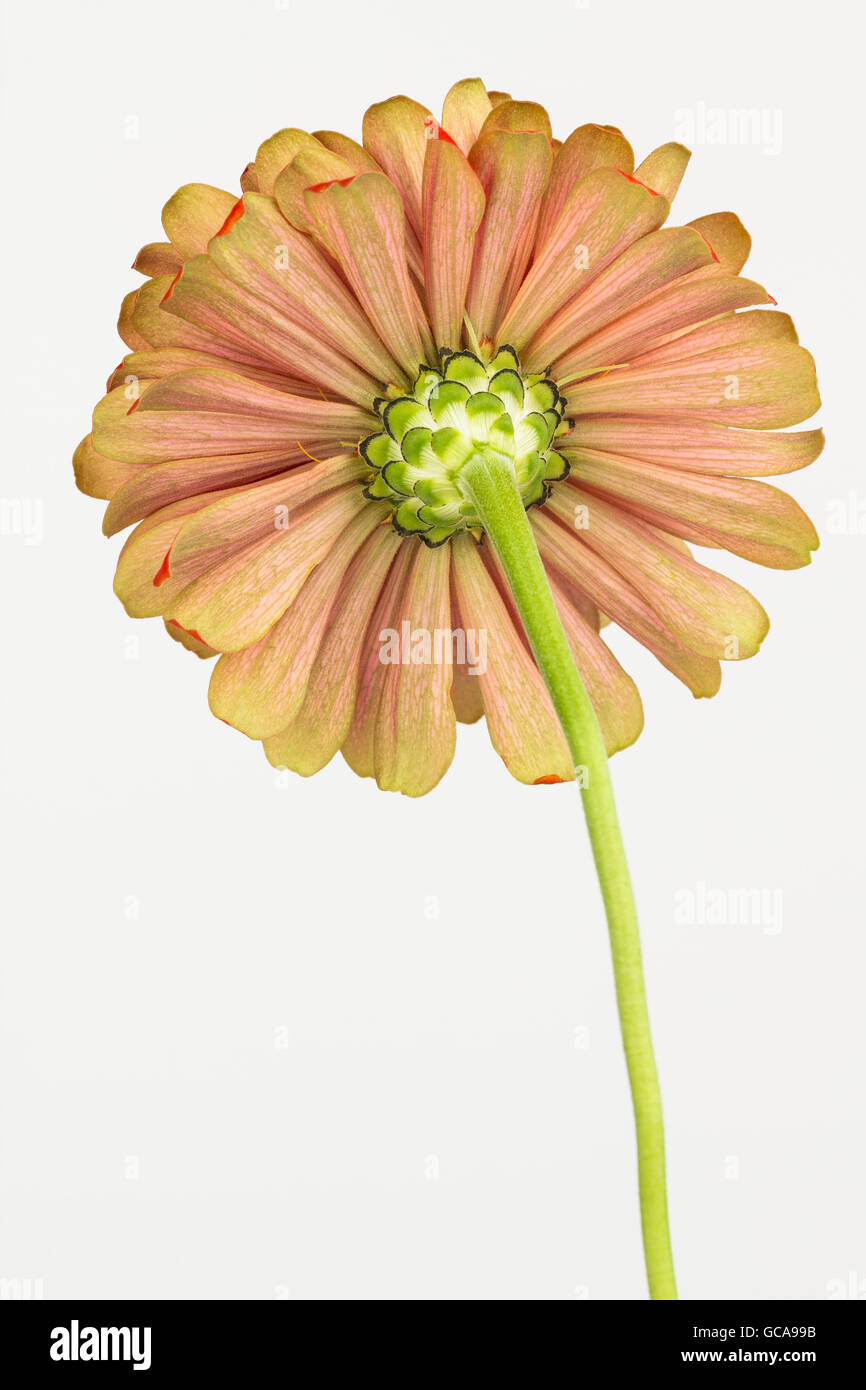Close up of underside of zinnia flower with white background Stock ...