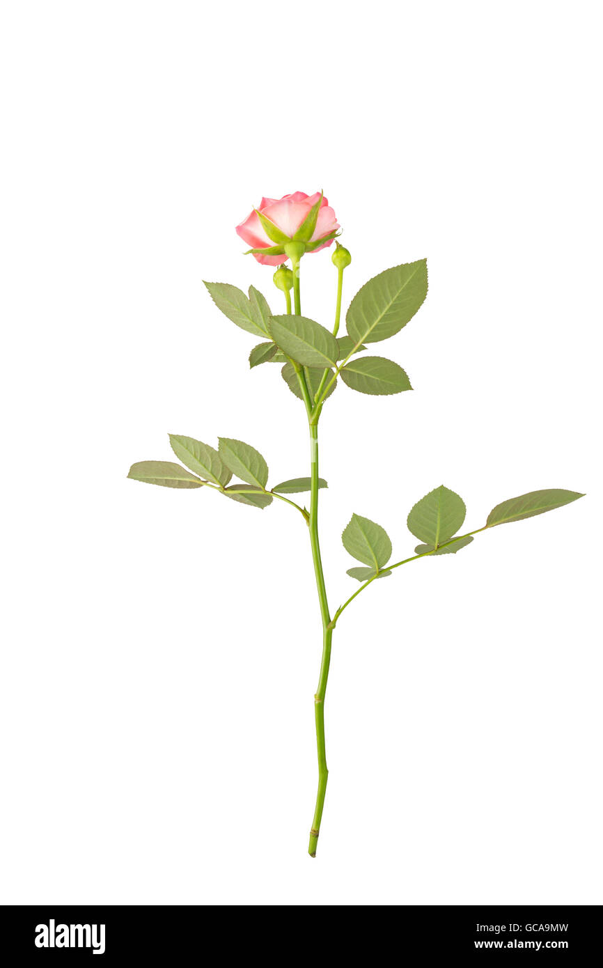 Pink garden rose and leaves, viewed from the back or underside Stock ...