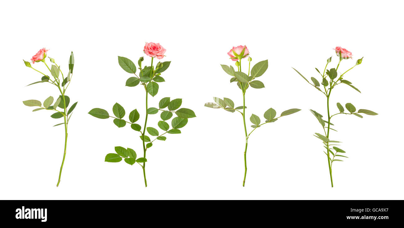 Front, back and side views of fresh cut garden roses isolated on white ...